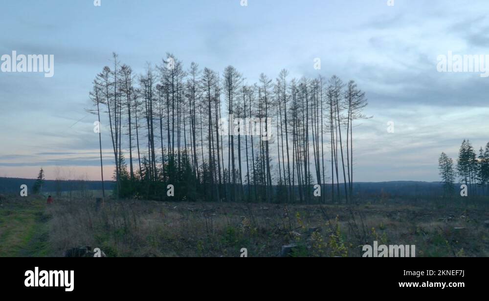 The last trees Stock Videos & Footage - HD and 4K Video Clips - Alamy