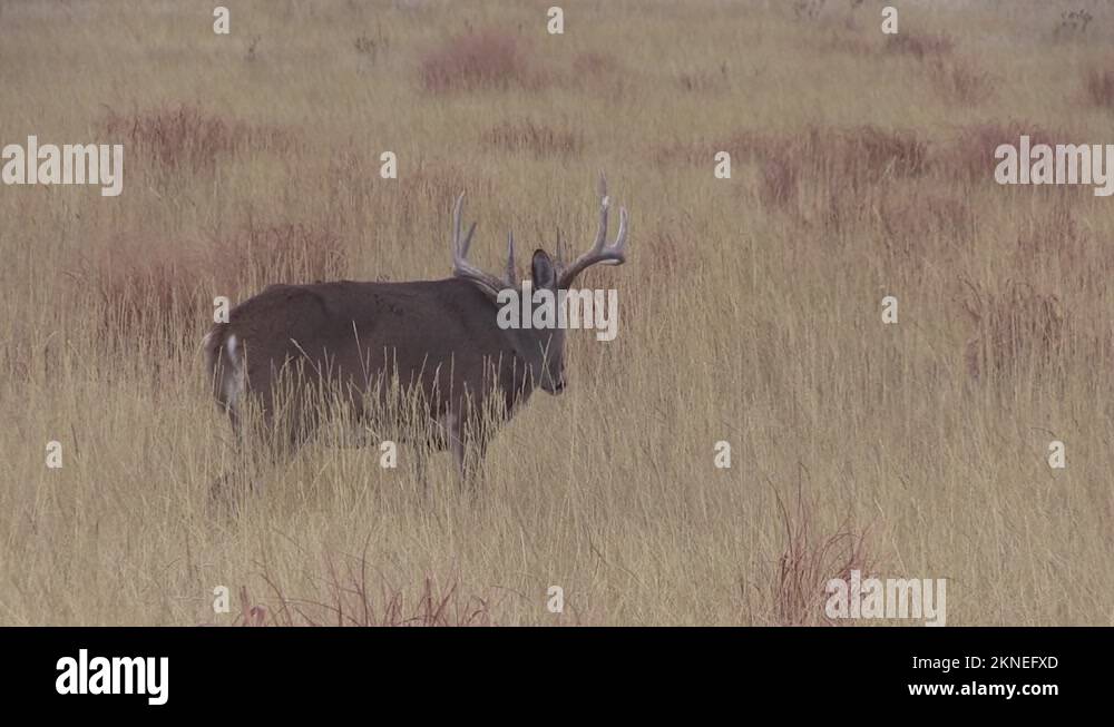 Whitetail deer buck rut Stock Videos & Footage - HD and 4K Video Clips ...