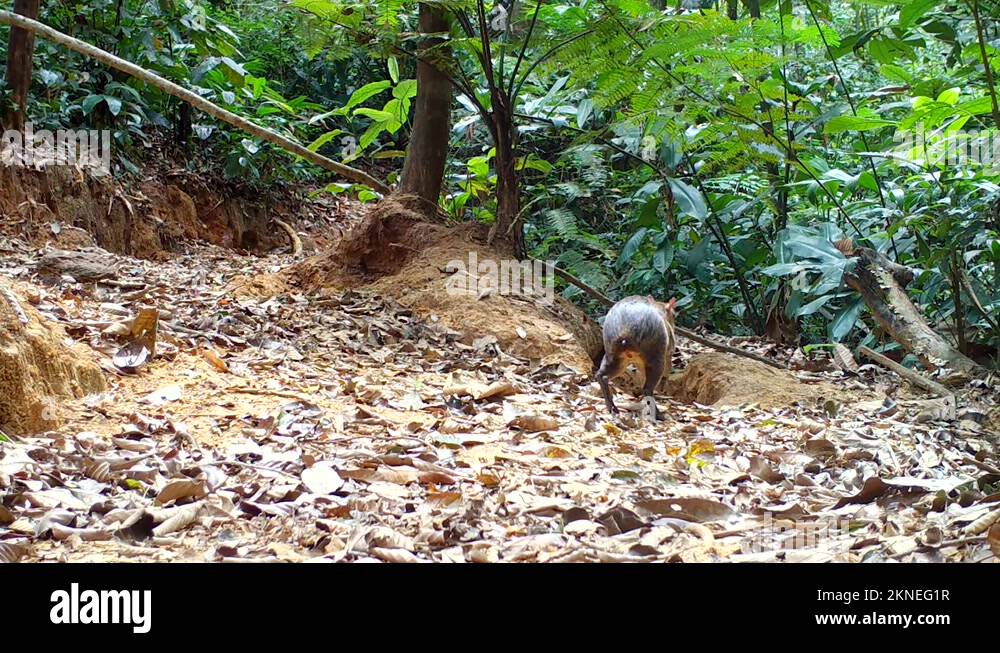 rainforest wildlife, Agouti in the amazon Stock Video Footage - Alamy