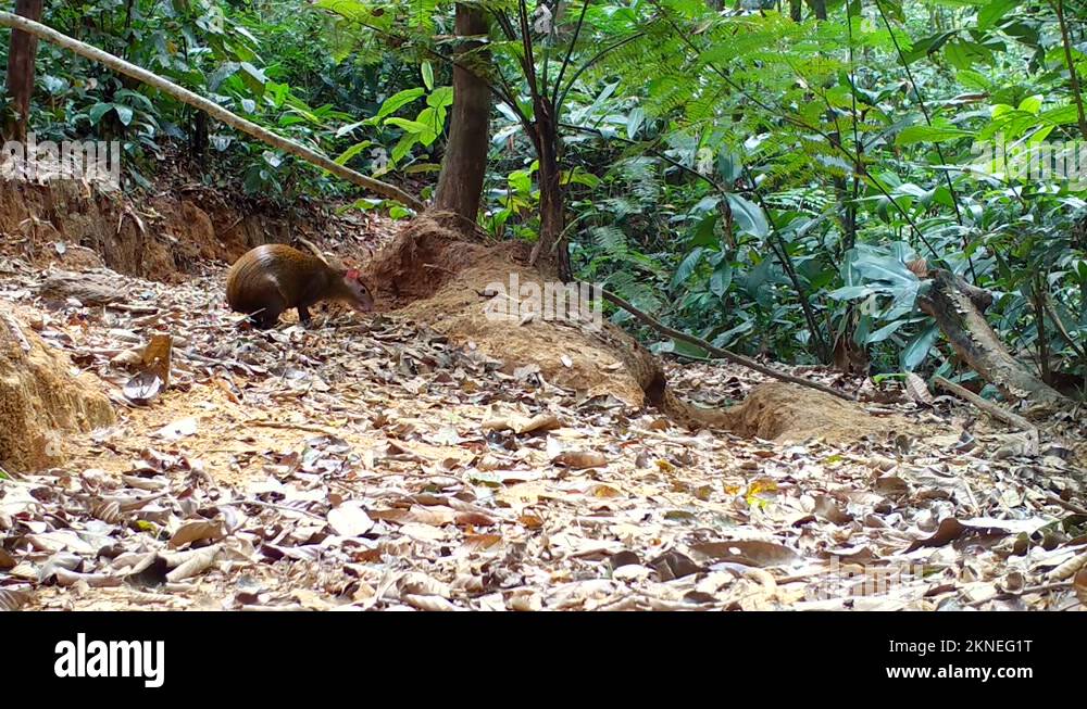 Amazon rainforest wildlife Stock Videos & Footage - HD and 4K Video ...