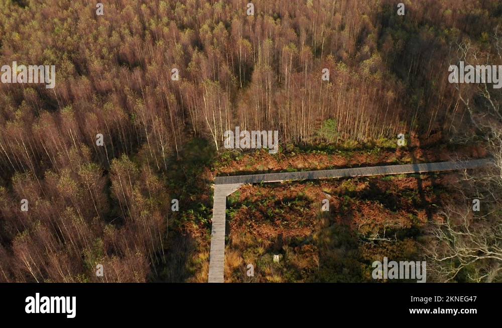 Trees around the walkway Stock Videos & Footage - HD and 4K Video Clips ...