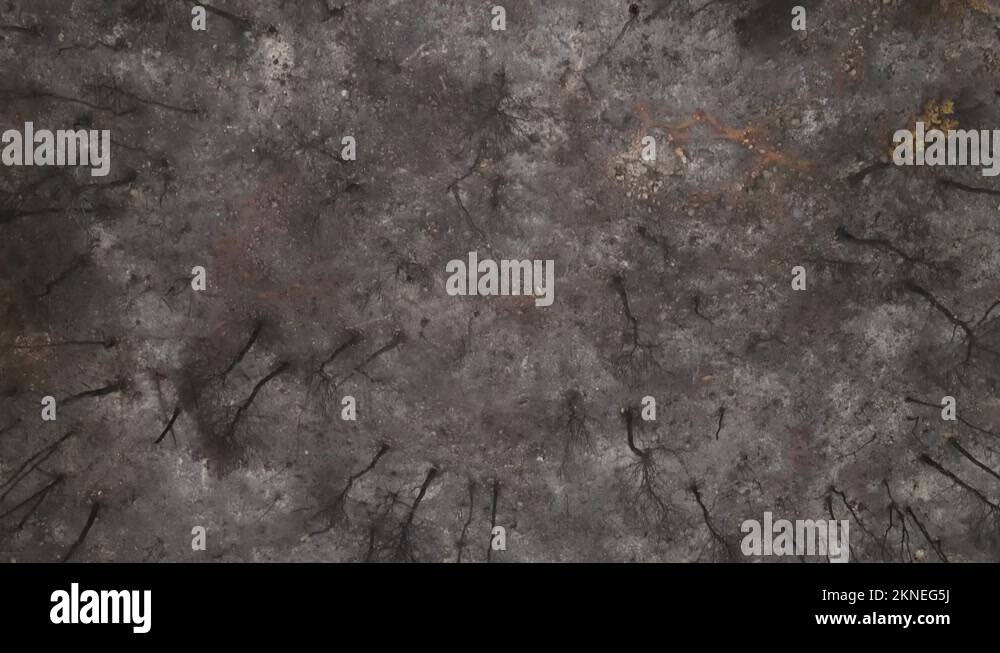Burned Land and Forest After Wildfire. Top Down Aerial View, Disaster ...