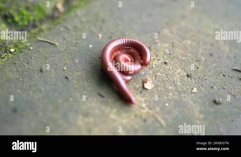 Millipede animal Stock Videos & Footage - HD and 4K Video Clips - Alamy