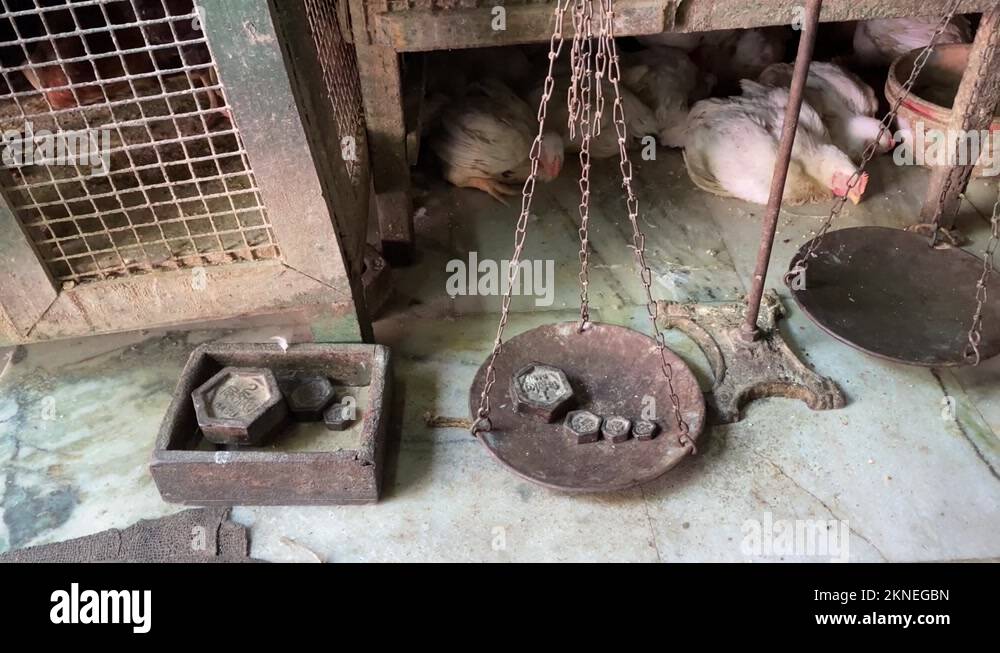 Weighing chicken Stock Videos & Footage - HD and 4K Video Clips - Alamy