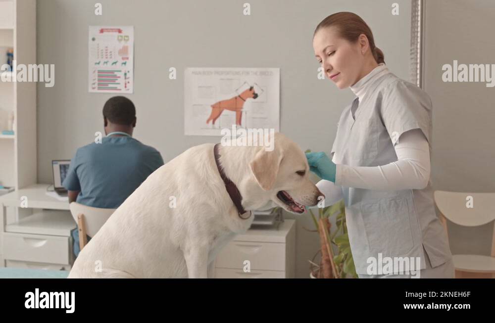 Labrador vet Stock Videos & Footage - HD and 4K Video Clips - Alamy