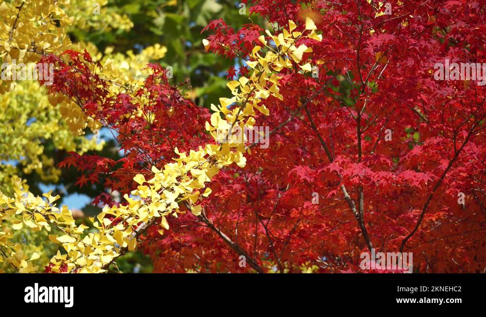 Korean oak Stock Videos & Footage - HD and 4K Video Clips - Alamy
