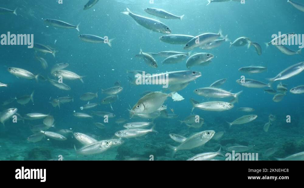 Breamfish Stock Videos & Footage - HD and 4K Video Clips - Alamy