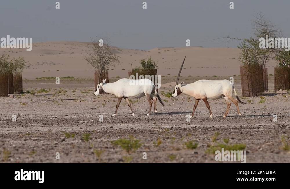 Arabian oryx in the desert: Arabian oryx is the national animal of ...