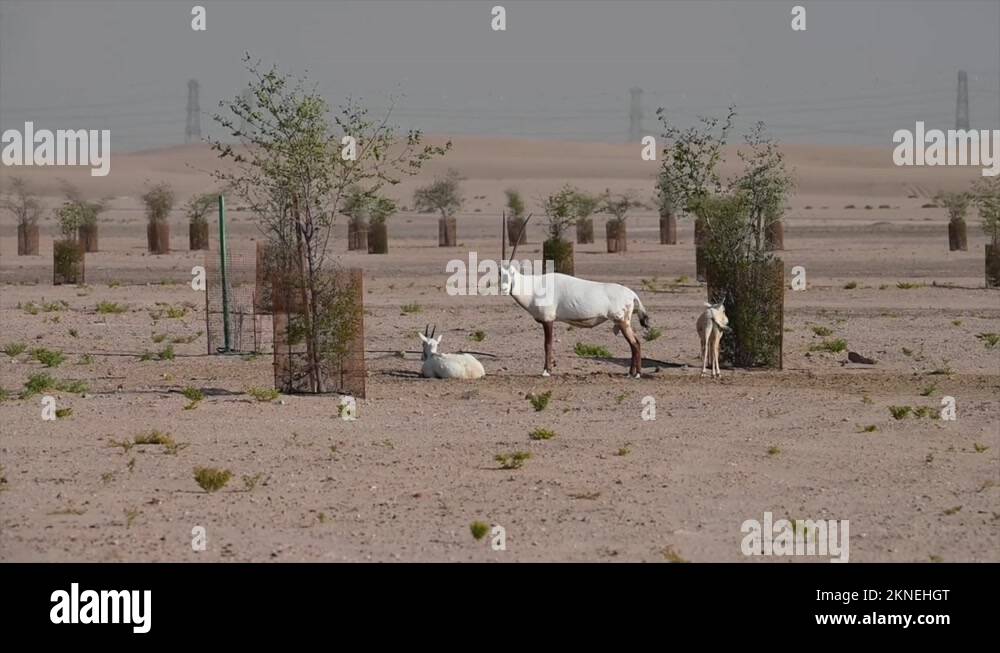 Oman national animal Stock Videos & Footage - HD and 4K Video Clips - Alamy