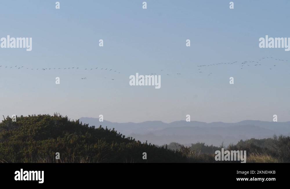 A large flock of birds flying over the hills on the Oregon Coast Stock ...