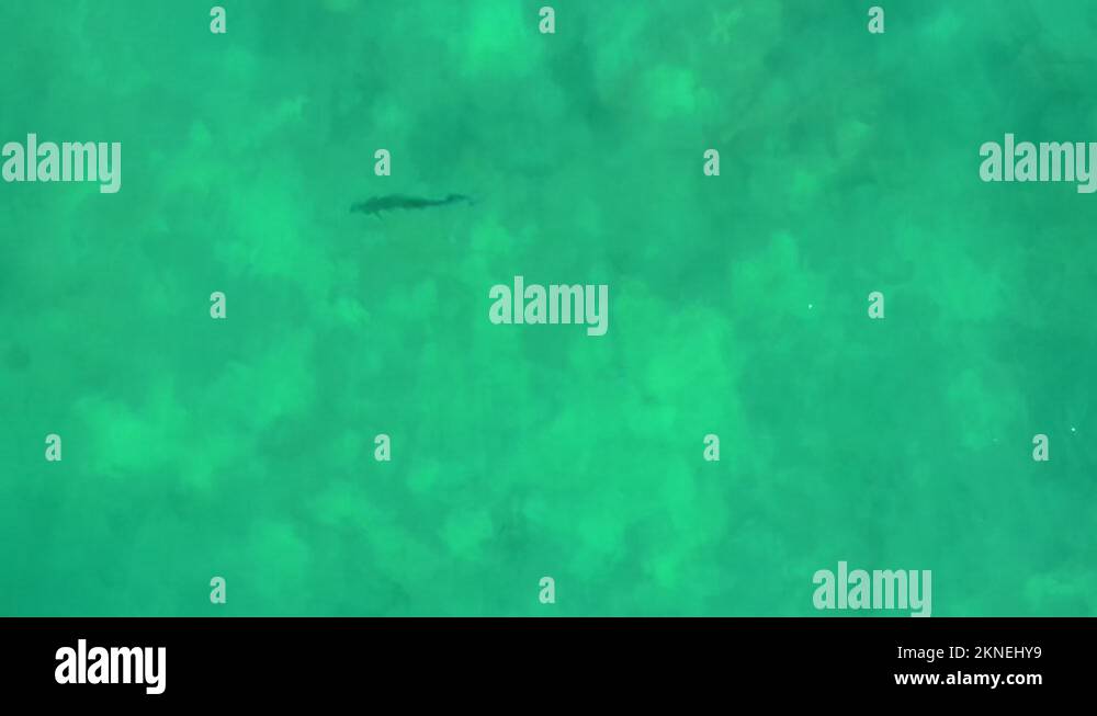 Drone video of rooster fish swimming in shallow water near the beach in ...