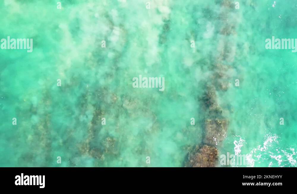 Drone video of rooster fish swimming in shallow water near the beach in ...