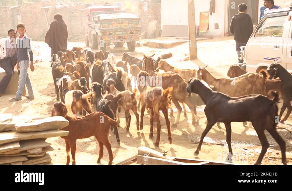 Poor indian farmer Stock Videos & Footage - HD and 4K Video Clips - Alamy
