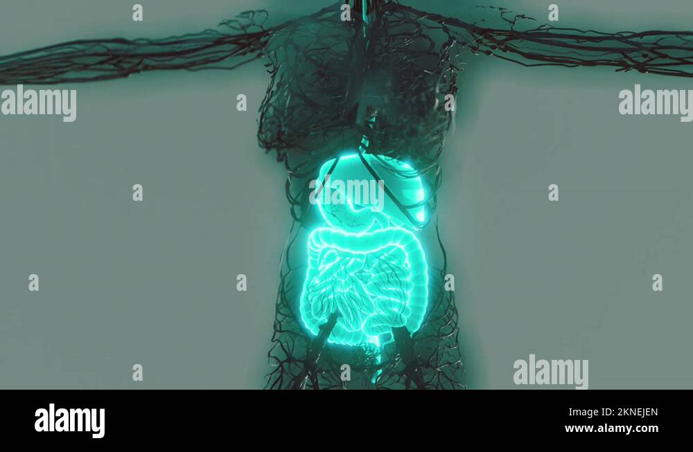 transparent human body with visible digestive system Stock Video ...