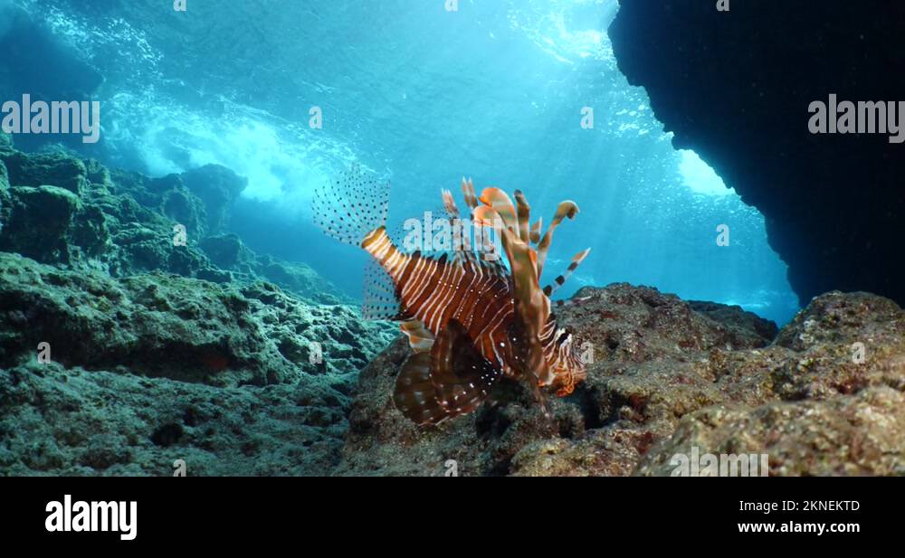 lıonfish scenery from mediterranean sea invasive fish from red sea ...