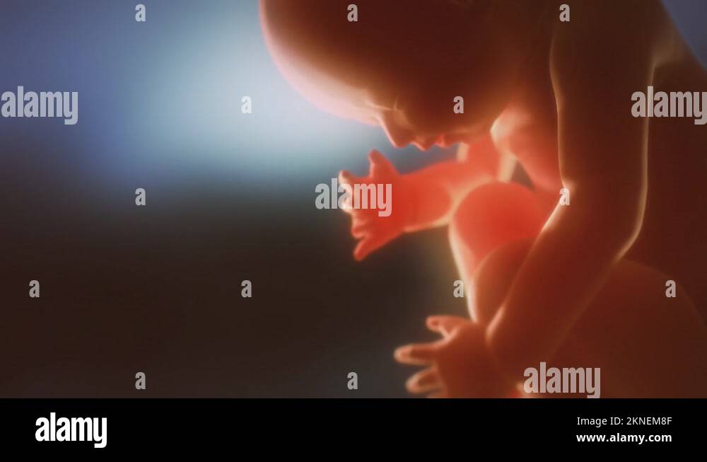 Fetus human not illustration Stock Videos & Footage - HD and 4K Video ...