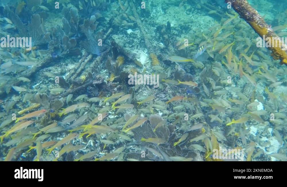 Florida fish yellow Stock Videos & Footage - HD and 4K Video Clips - Alamy