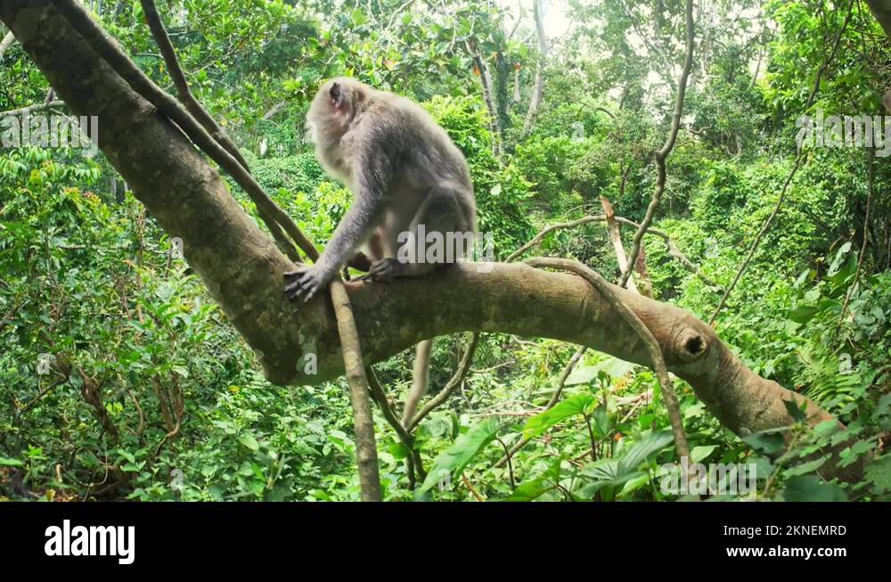 Macaca monkey Stock Videos & Footage - HD and 4K Video Clips - Alamy