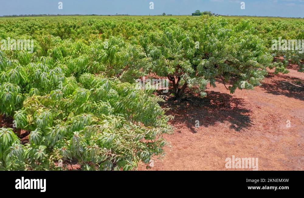 Mango farming Stock Videos & Footage - HD and 4K Video Clips - Alamy