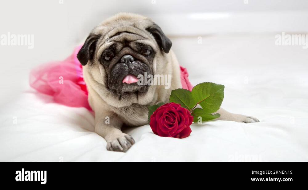 Cute female pug dog with red rose, dressed in pink dress. Valentines ...