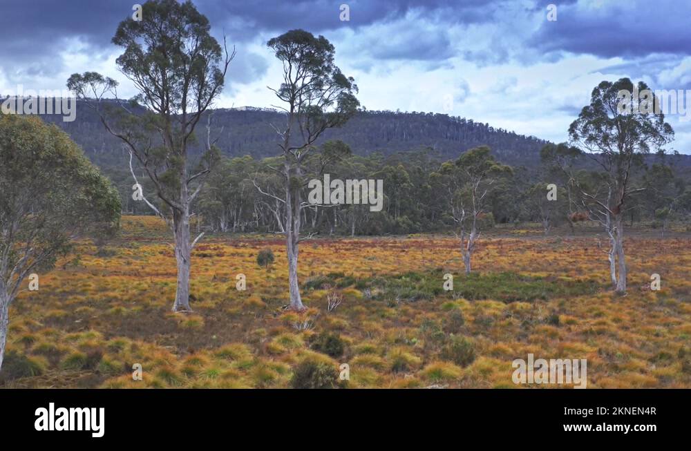 Australian wetland landscape Stock Videos & Footage - HD and 4K Video ...