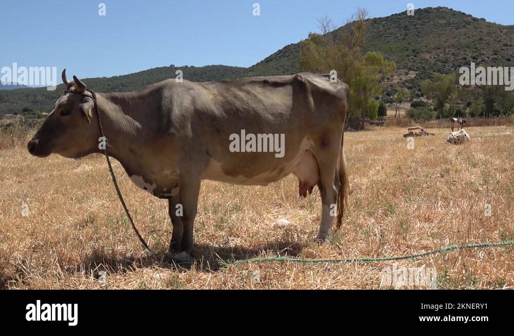 Mow mow cow Stock Videos & Footage - HD and 4K Video Clips - Alamy