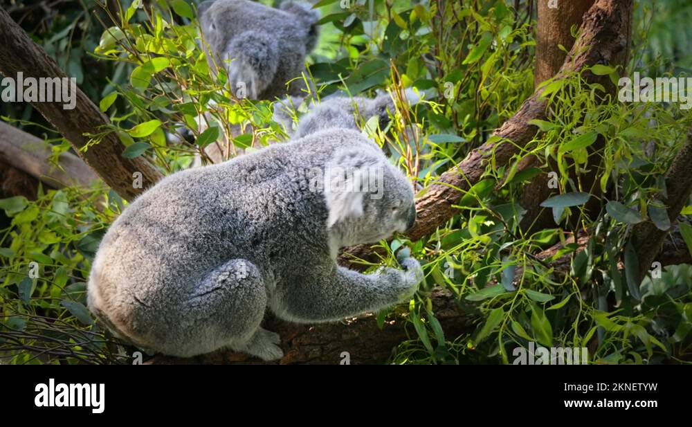 Fauna native fauna Stock Videos & Footage - HD and 4K Video Clips - Alamy