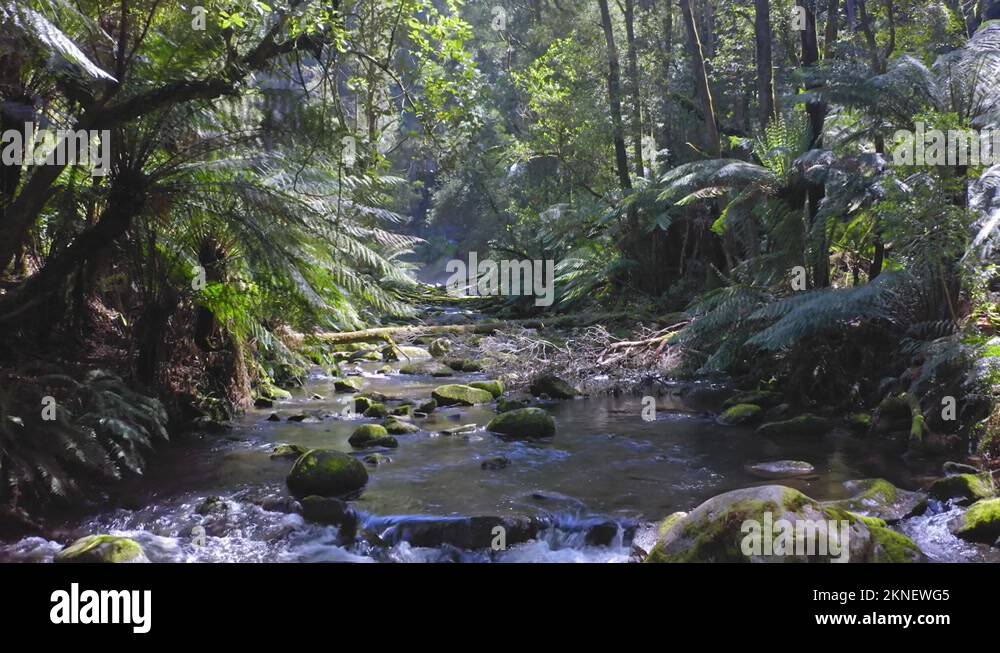 Rainforest stream australia Stock Videos & Footage - HD and 4K Video ...