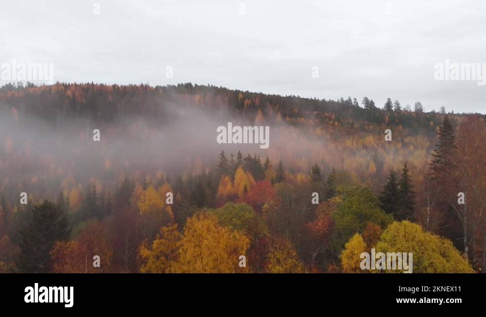 Top shot forest mist Stock Videos & Footage - HD and 4K Video Clips - Alamy