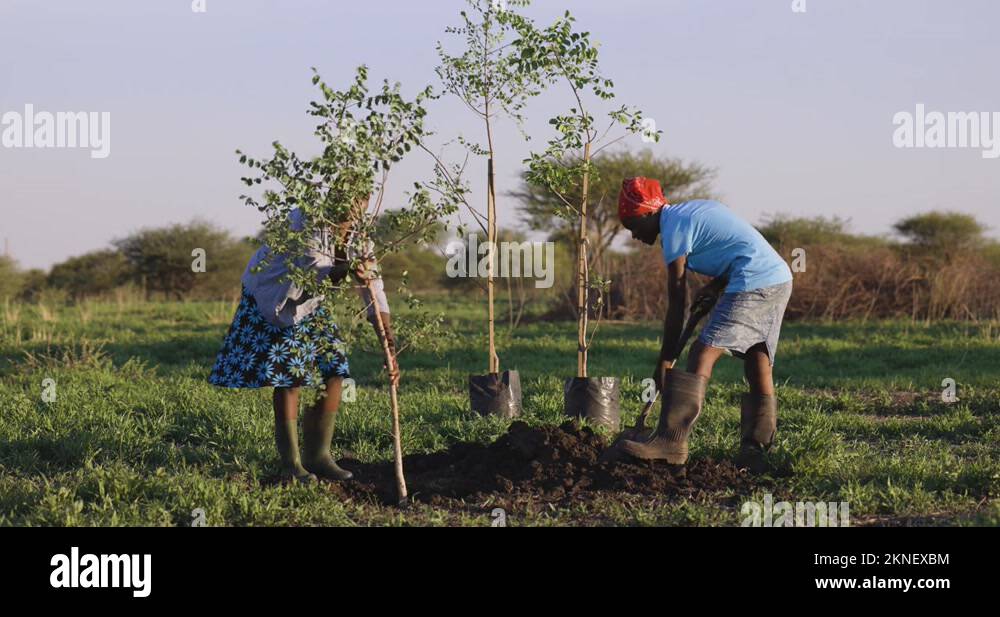Black people planting trees Stock Videos & Footage - HD and 4K Video ...
