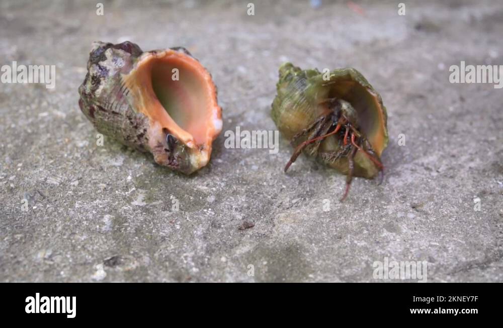 Mollusc exoskeleton Stock Videos & Footage - HD and 4K Video Clips - Alamy
