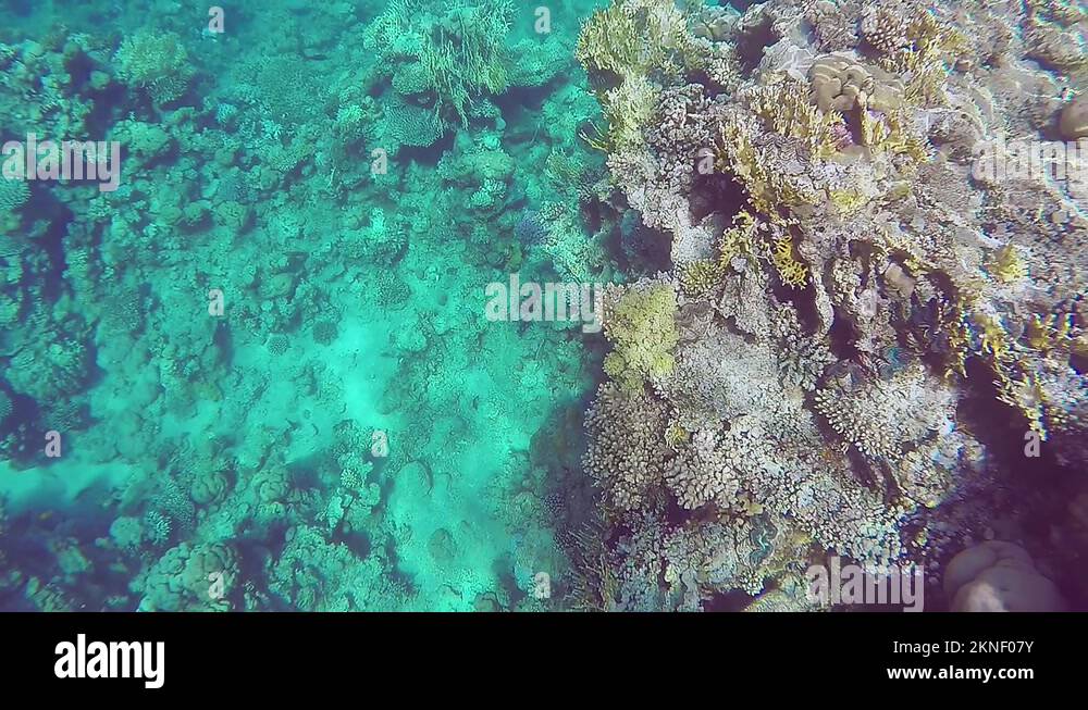 Underwater shooting of coral reef and fish in the red sea glare from ...