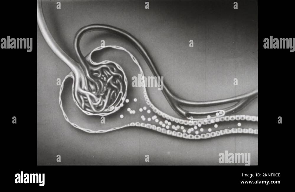 Bladder cells cells Stock Videos & Footage - HD and 4K Video Clips - Alamy