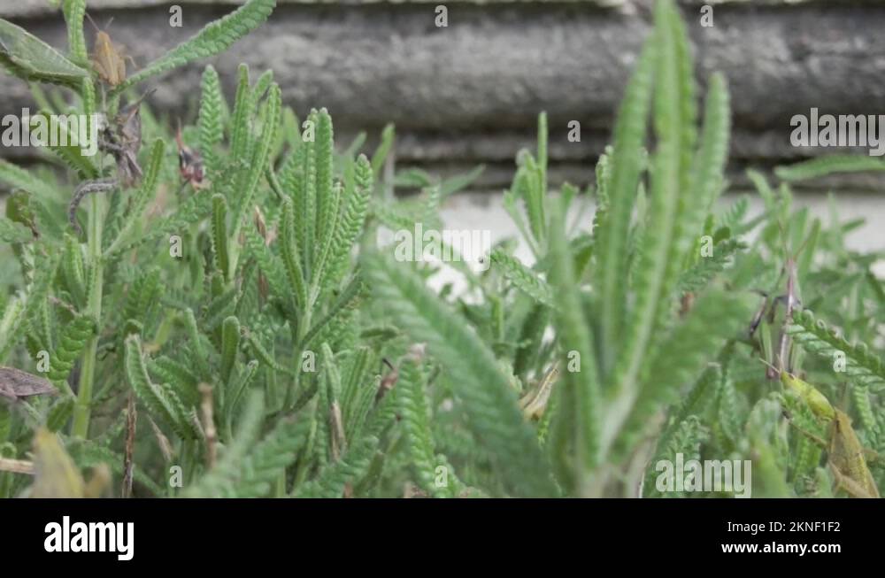 Plague plant Stock Videos & Footage - HD and 4K Video Clips - Alamy