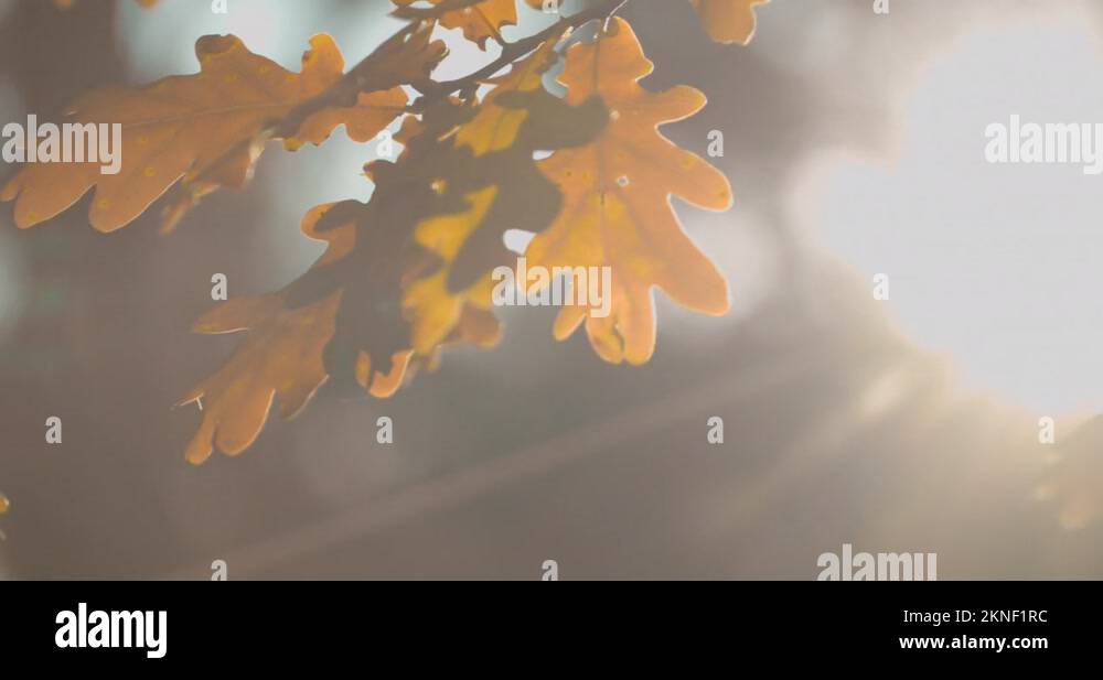 Golden oak tree Stock Videos & Footage - HD and 4K Video Clips - Alamy