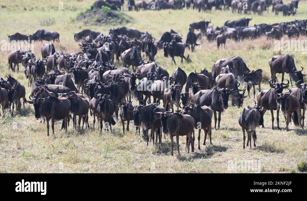 Walking in lines Stock Videos & Footage - HD and 4K Video Clips - Alamy