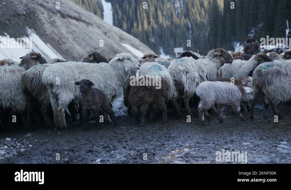 Muddy sheep Stock Videos & Footage - HD and 4K Video Clips - Alamy