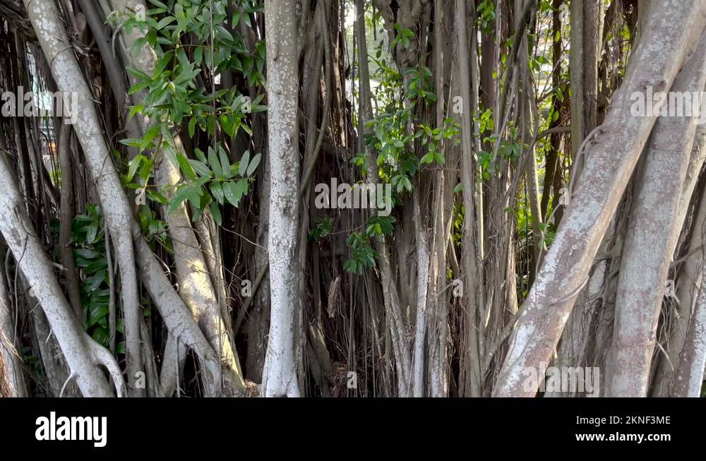 Close up of roots and trunk of Banyan tree , Zhong Shan Park, Singapore ...
