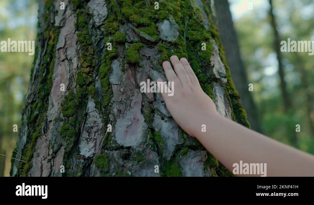 Little girl gently touches the old tree in the forest with her hand ...