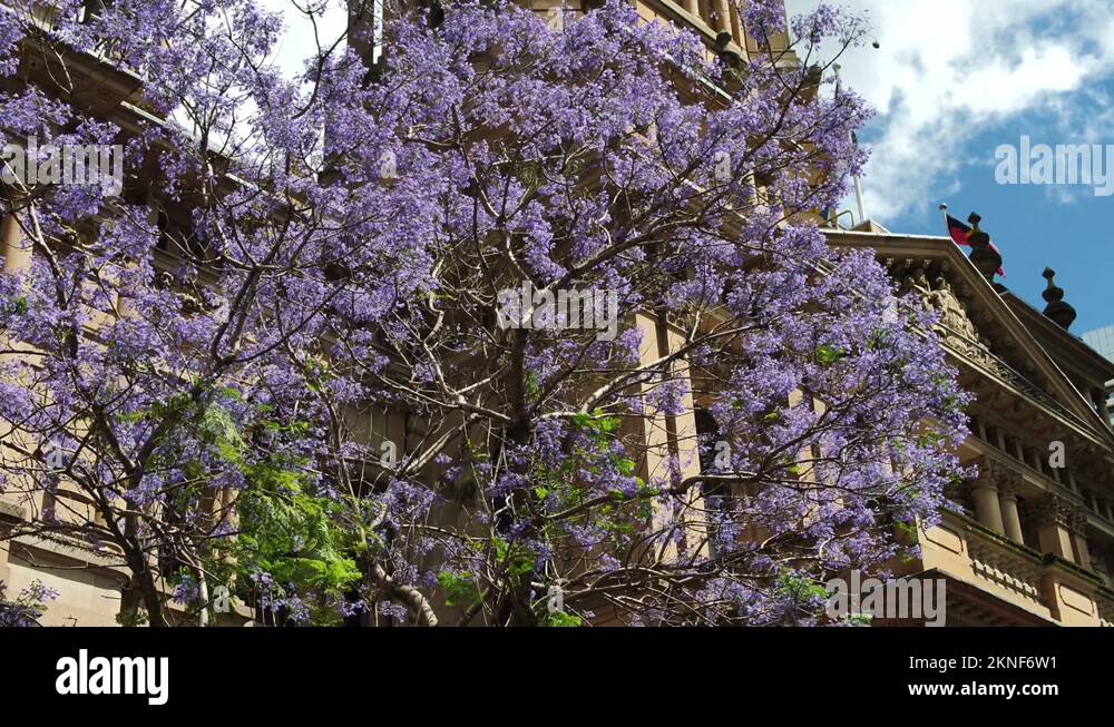 Jacaranda tree in bloom Stock Videos & Footage - HD and 4K Video Clips ...