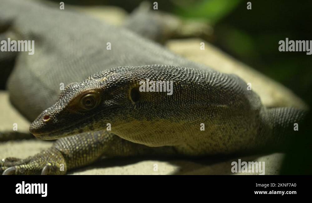 Mertens water monitor varanus Stock Videos & Footage - HD and 4K Video ...