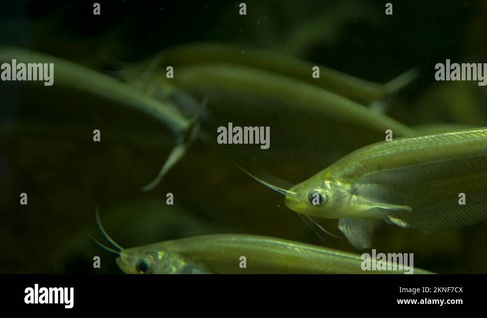 Glass catfish Stock Videos & Footage - HD and 4K Video Clips - Alamy