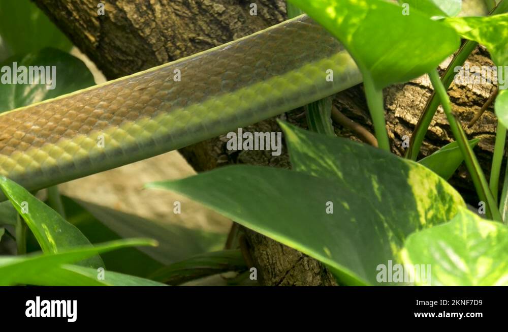 detail shot of the skin of a Red-tailed racer (Gonyosoma oxycephalum ...