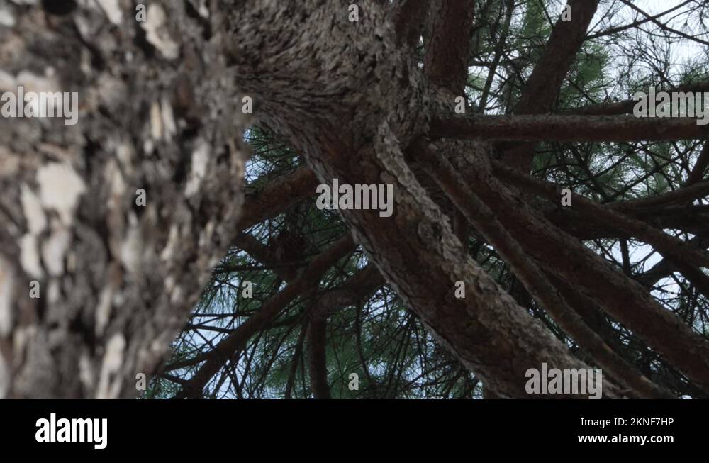 Maritime pine tree Stock Videos & Footage - HD and 4K Video Clips - Alamy