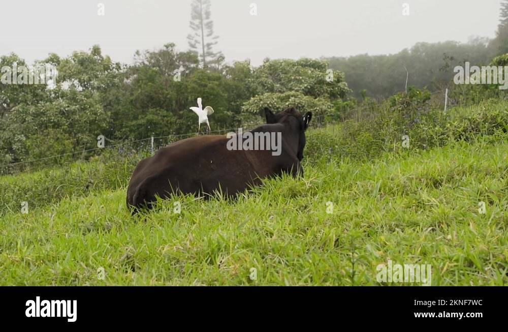 Stork cow Stock Videos & Footage - HD and 4K Video Clips - Alamy