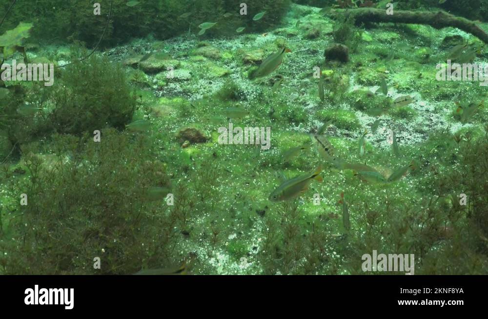 Mexico cenote fish Stock Videos & Footage - HD and 4K Video Clips - Alamy