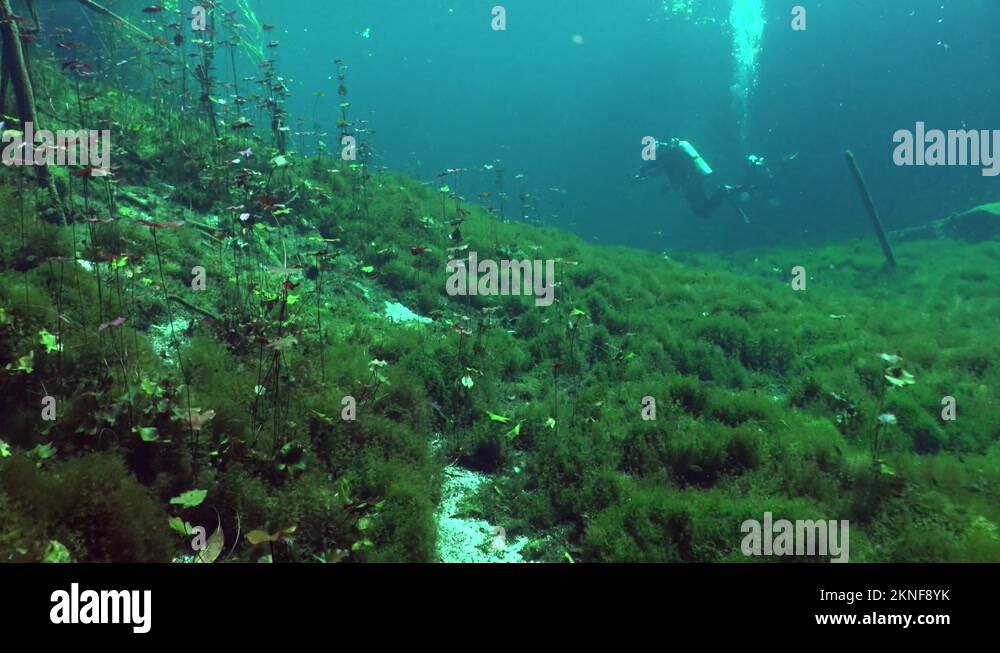 Swimming over underwater plants Stock Videos & Footage - HD and 4K ...