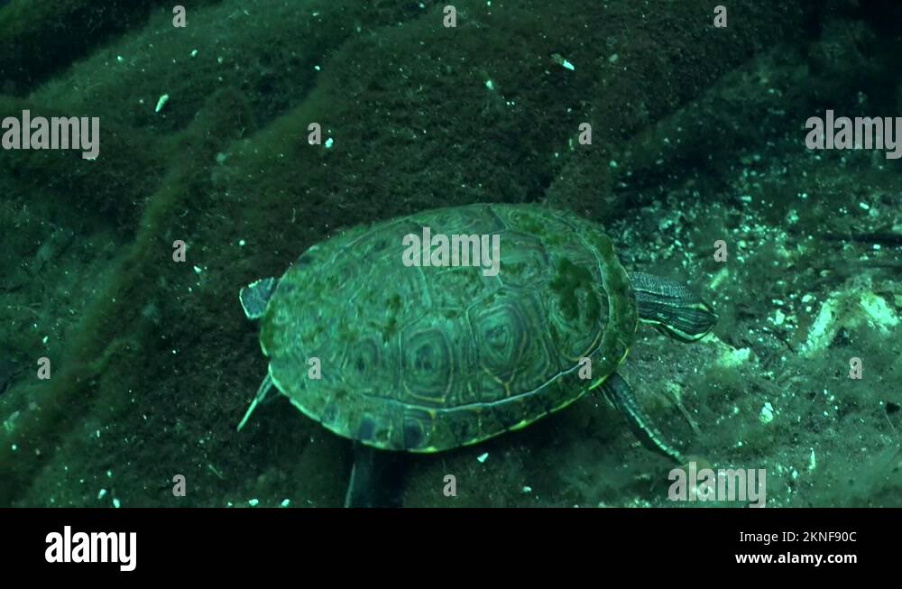 Freshwater Turtle swimming in Cave system Cenote in Yucatan Mexico ...