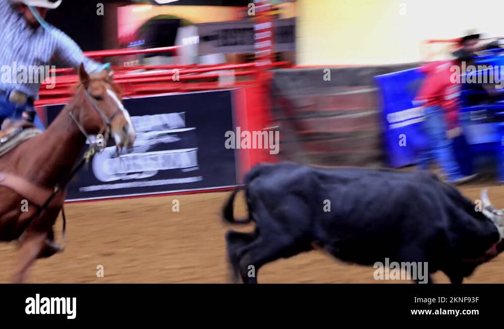 Team roping competition Stock Videos & Footage - HD and 4K Video Clips ...