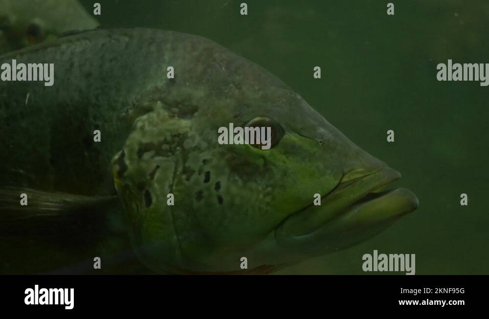 This underwater video shows an Orinoco peacock bass (Cichla orinocensis ...